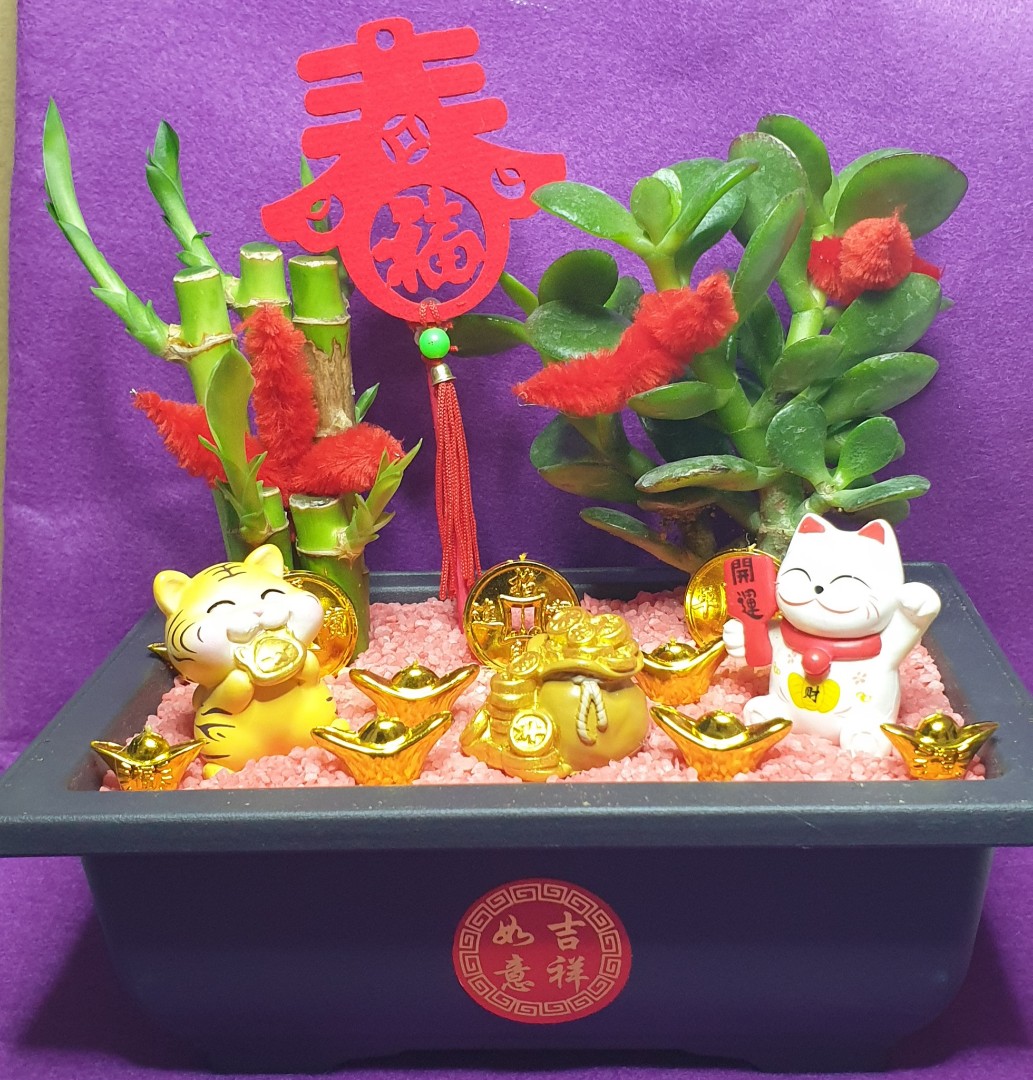 CNY Lucky bamboo and Jade Plants terrarium, Furniture & Home Living ...