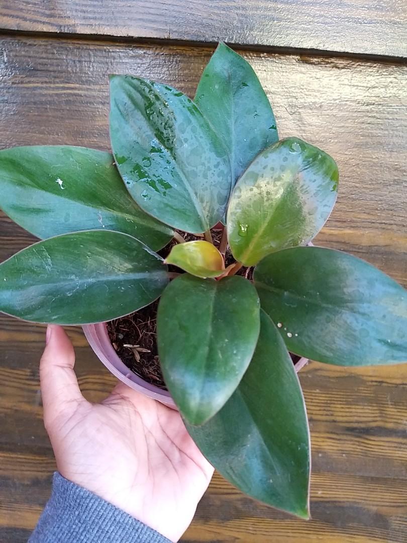 Philodendron Dwarf Red Congo Thailand Variety, Furniture & Home Living ...