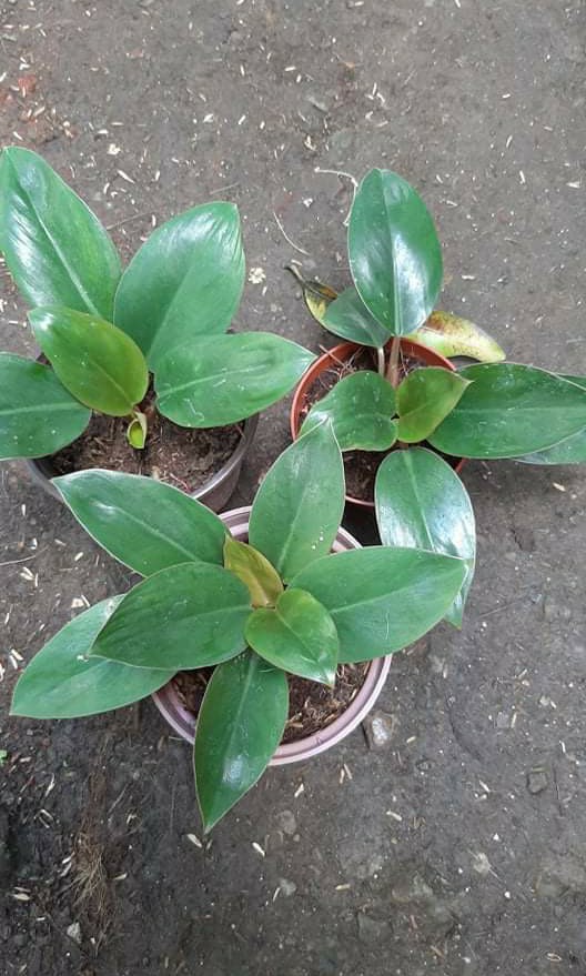 Philodendron Dwarf Red Congo Thailand Variety, Furniture & Home Living ...