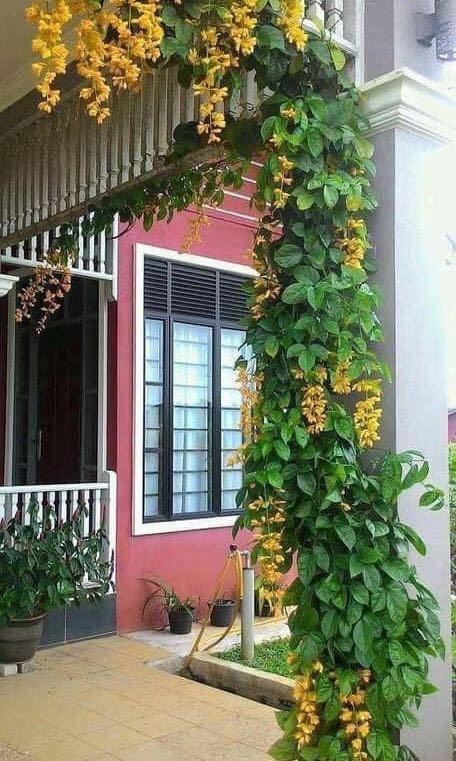 Pokok bunga nong nooch vine, Furniture & Home Living, Gardening, Pots ...