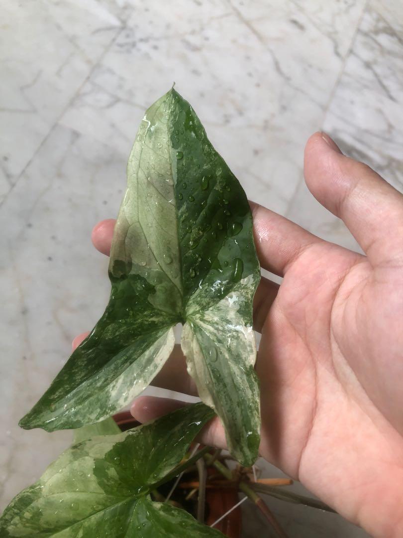 Variegated Syngonium Podophyllum Albo, Furniture & Home Living ...