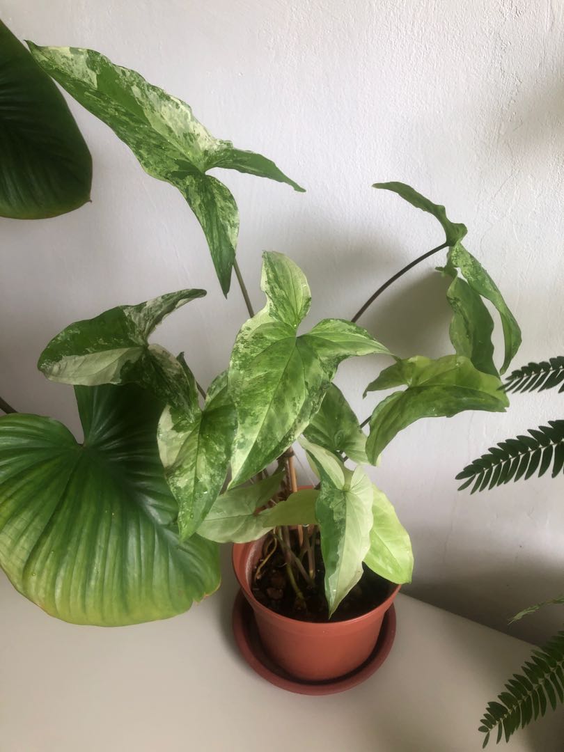 Variegated Syngonium Podophyllum Albo, Furniture & Home Living ...