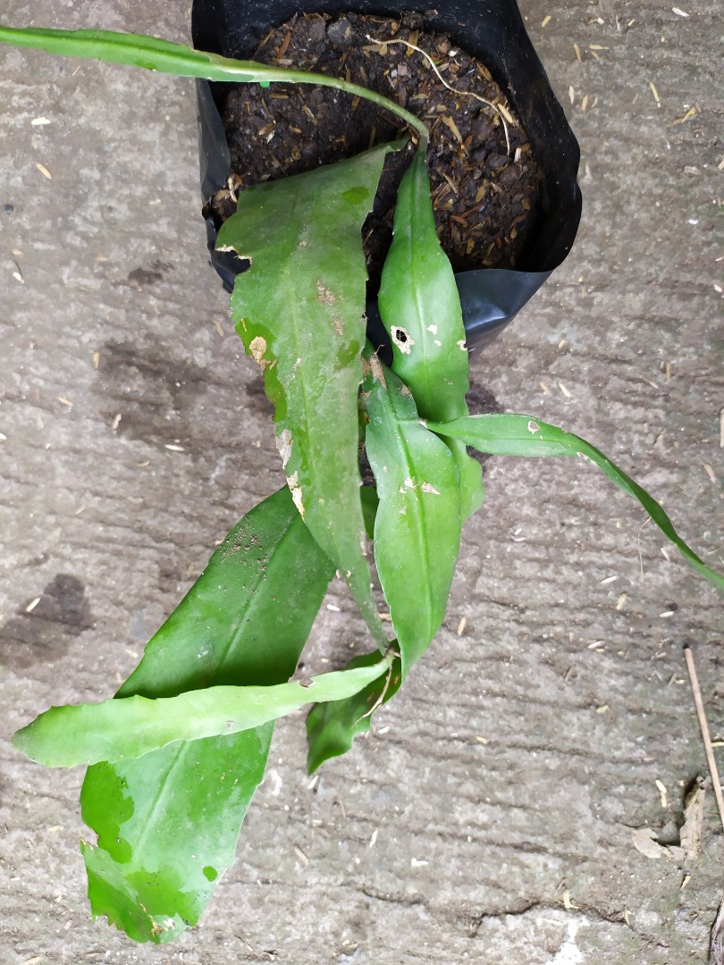 Arwaka Queen of the Night, Furniture & Home Living, Gardening, Plants & Seeds on Carousell