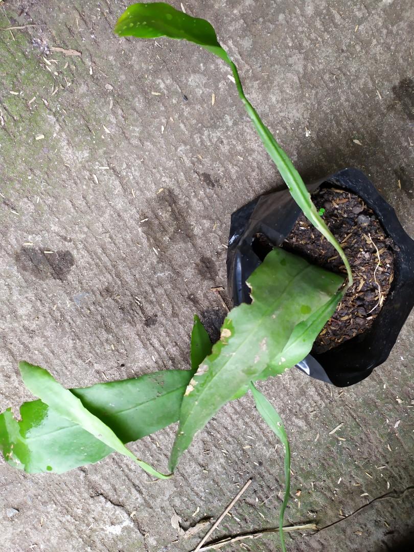 Arwaka Queen of the Night, Furniture & Home Living, Gardening, Plants & Seeds on Carousell