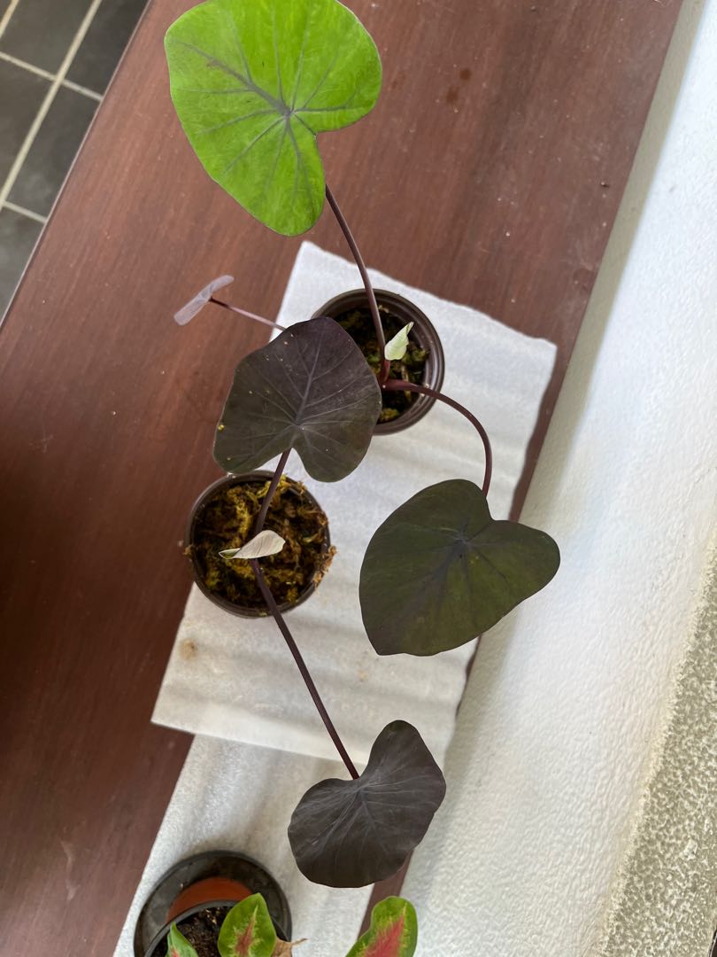 Colocasia Black Magic plants changes colour , Furniture & Home Living ...