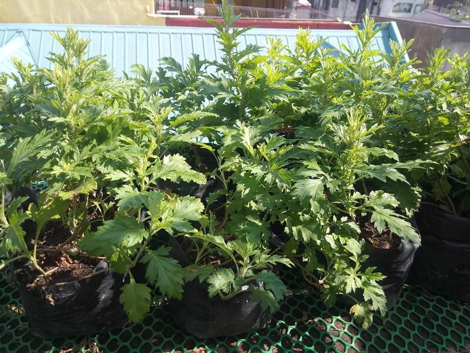 Damong maria, Furniture & Home Living, Gardening, Plants & Seeds on ...