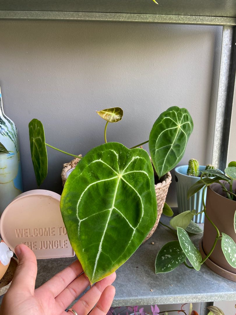 Anthurium Forgetti, Furniture & Home Living, Gardening, Plants & Seeds ...