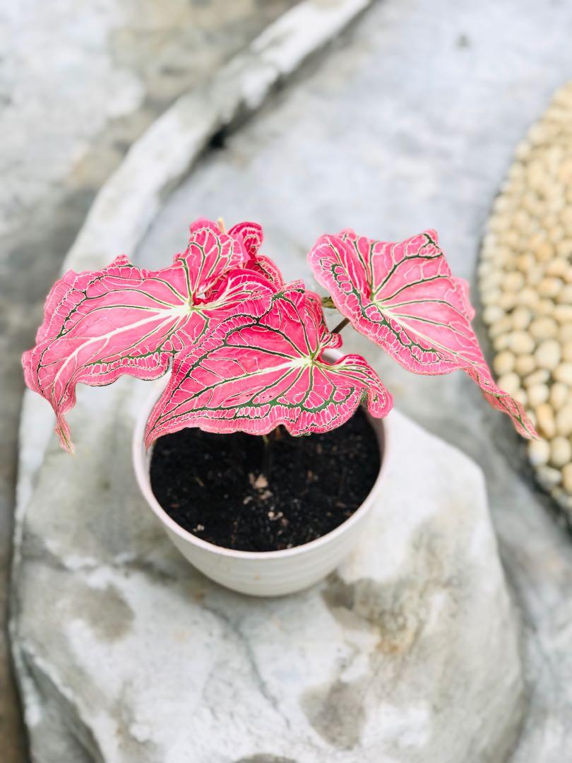 Bunga Keladi Wayang Tanaman Hias CantiK Caladium dengan Pot, Perkebunan ...