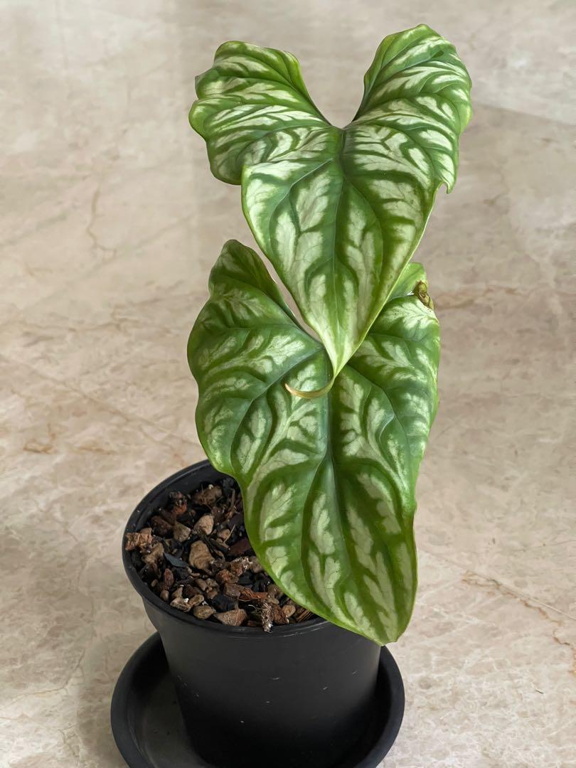 cercestis mirabilis, Furniture & Home Living, Gardening, Plants & Seeds ...