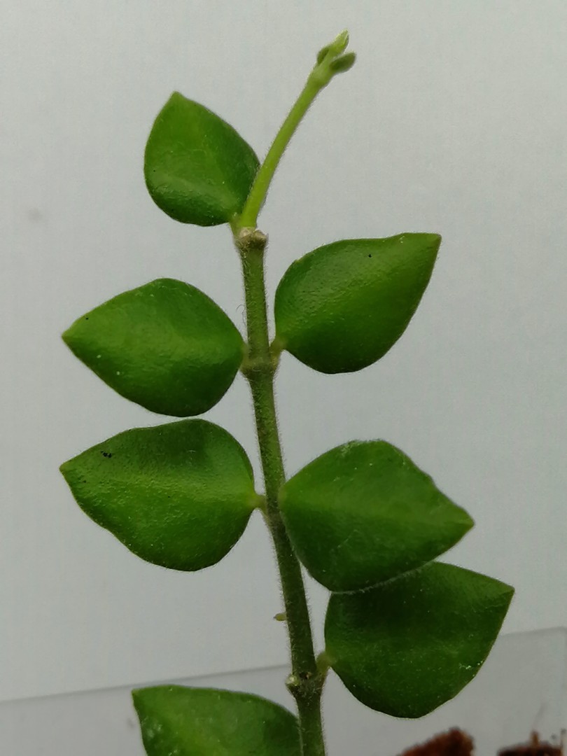 Hoya Chinghungensis, Furniture & Home Living, Gardening, Plants & Seeds ...