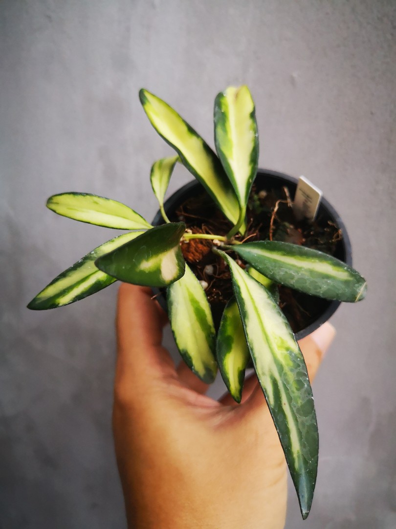 Hoya wayetti variegated, Furniture & Home Living, Gardening, Plants ...