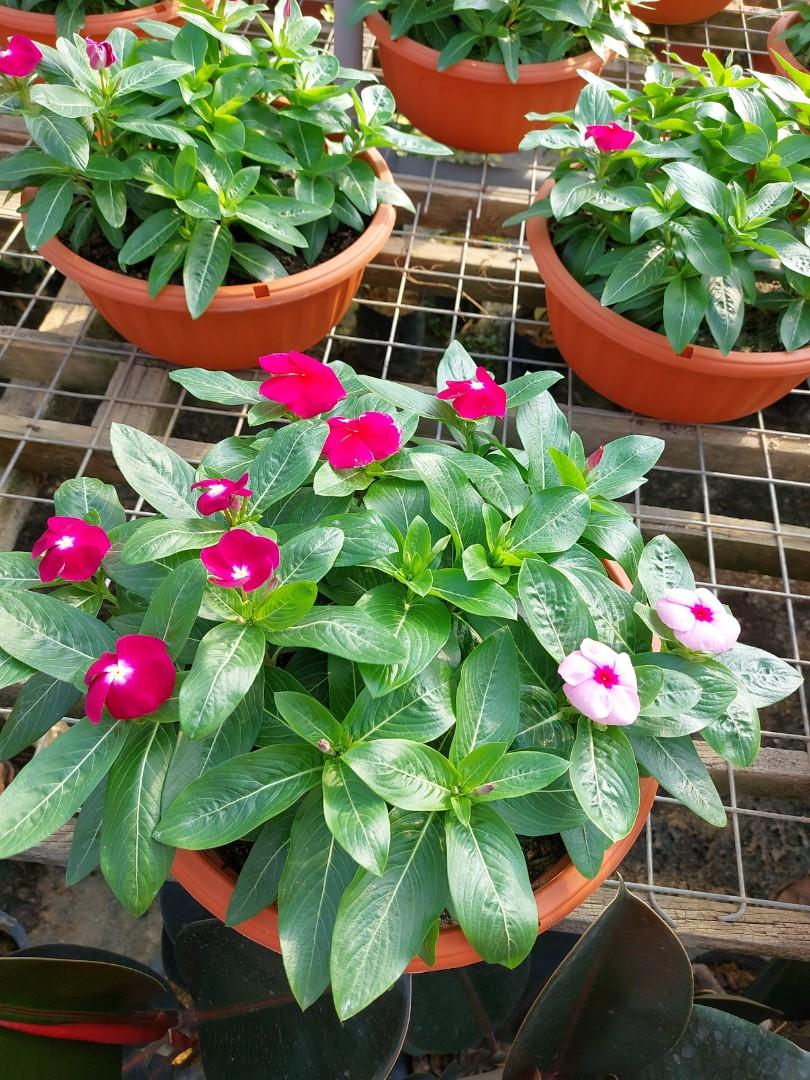 Vinca Flowers In Pots | Best Flower Site