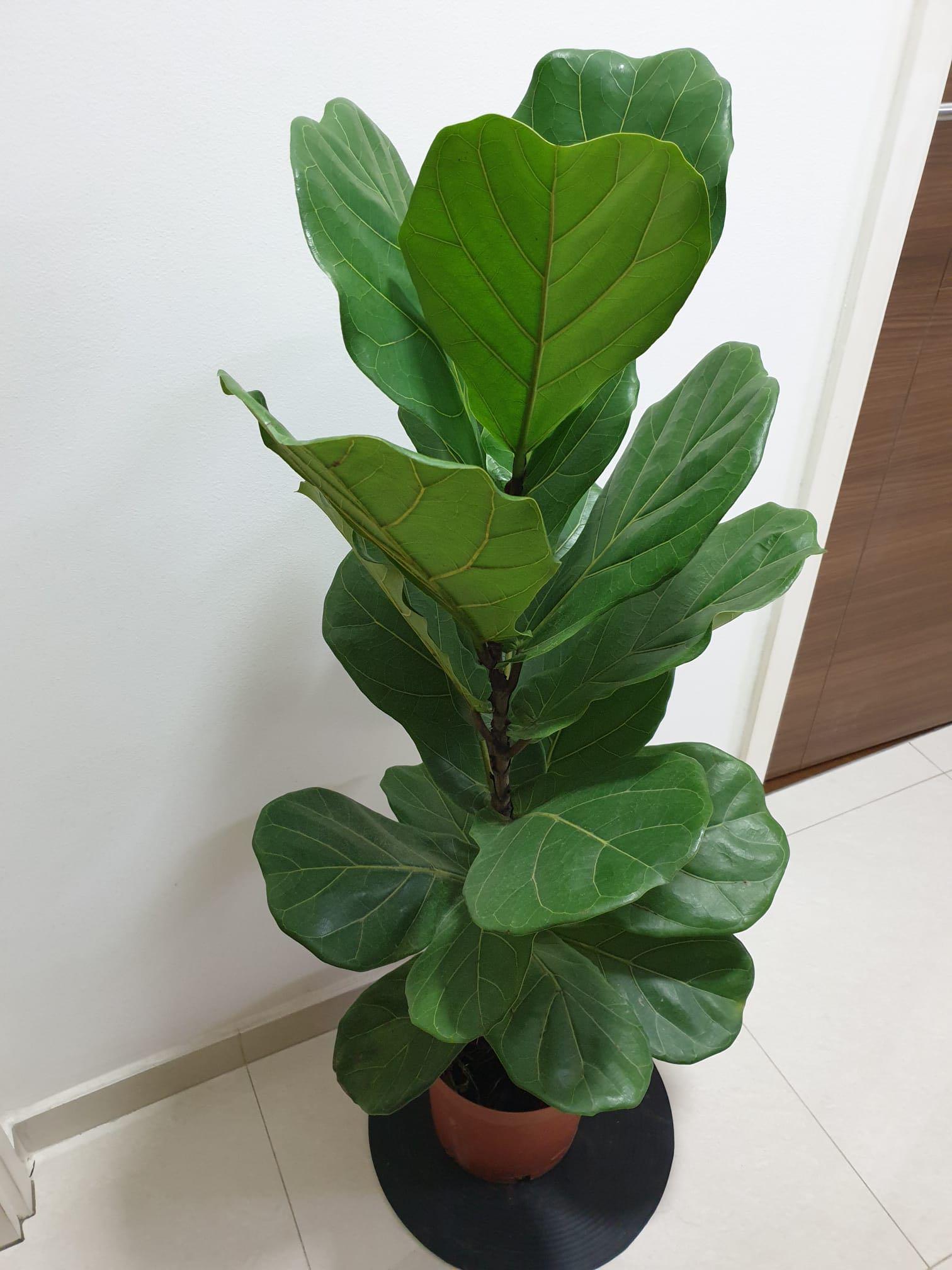 Tall ficus lyrata ( big leaf ), Furniture & Home Living, Gardening ...