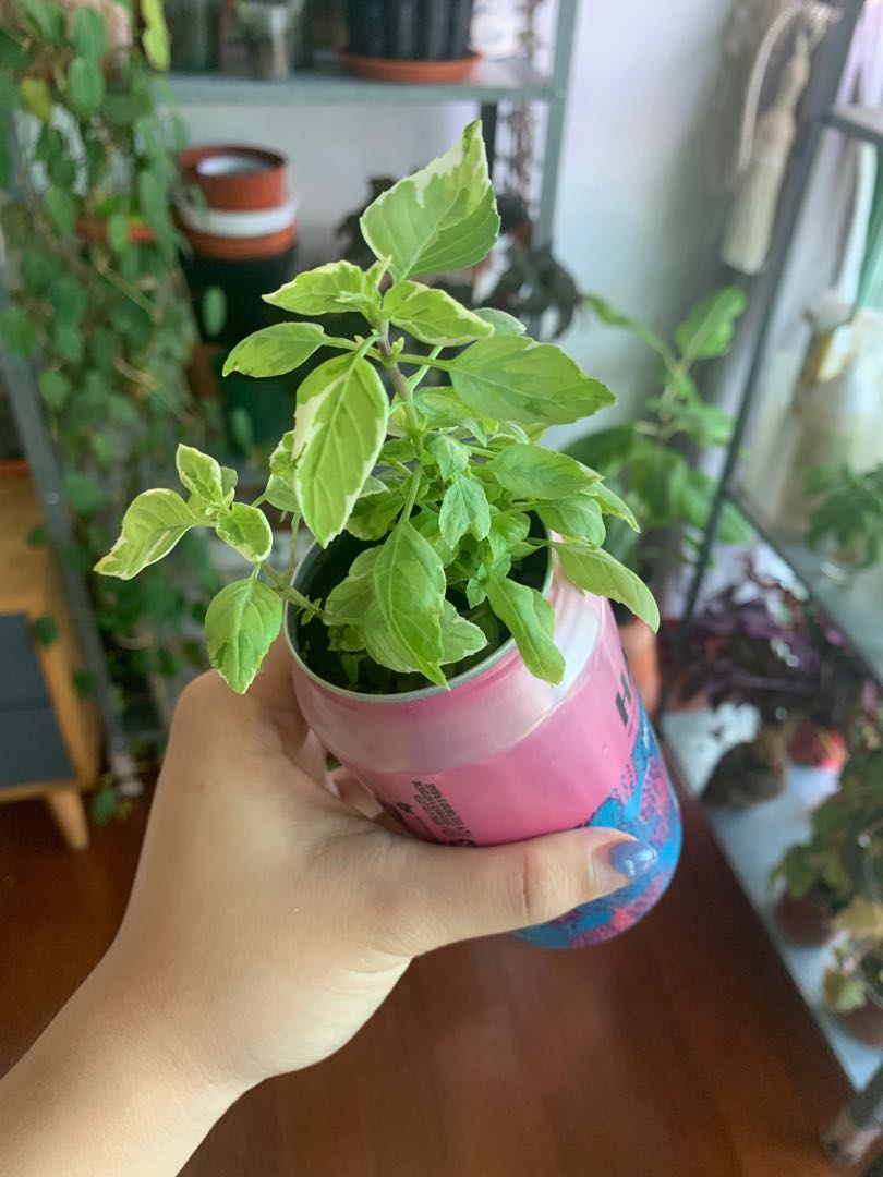 Variegated Basil Pesto Perpetuo Seedling, Furniture & Home Living ...
