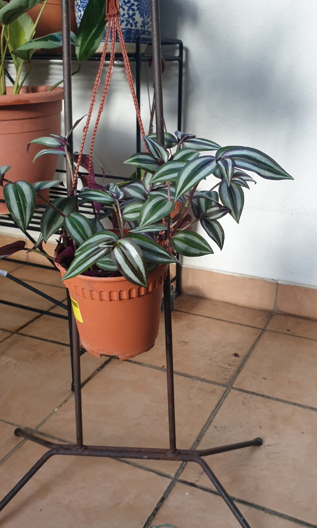 Wandering Jew Plant ( Transcendia Zebrina), Furniture & Home Living ...