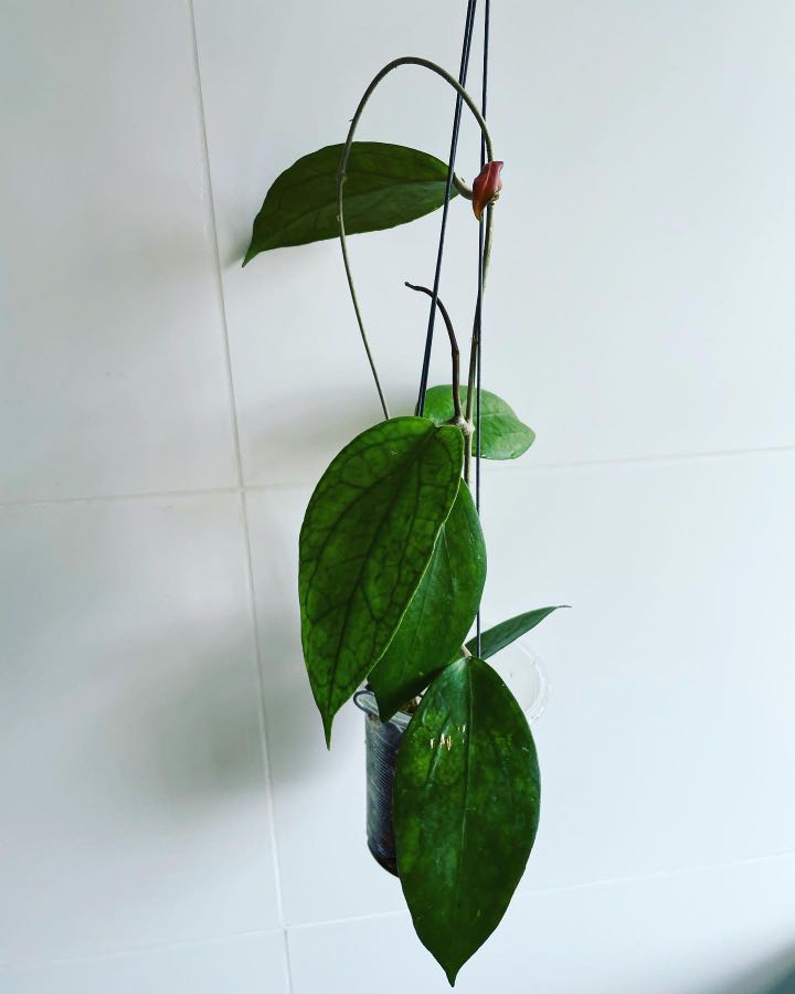 Hoya surisa, Furniture & Home Living, Gardening, Plants & Seeds on ...