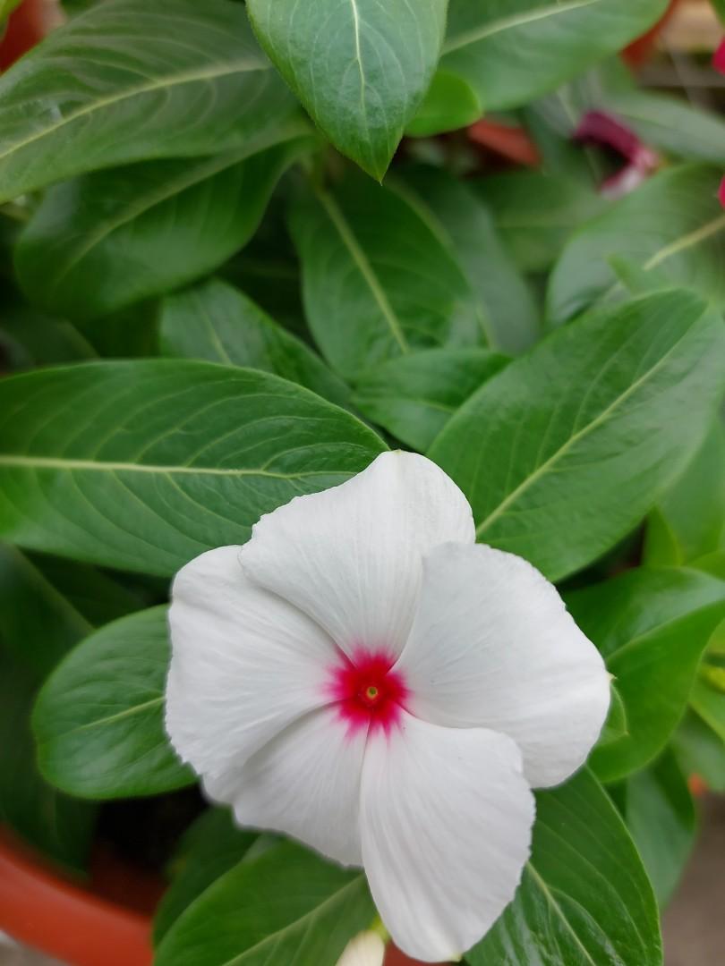 Mixed Vinca, Furniture & Home Living, Gardening, Plants & Seeds on ...