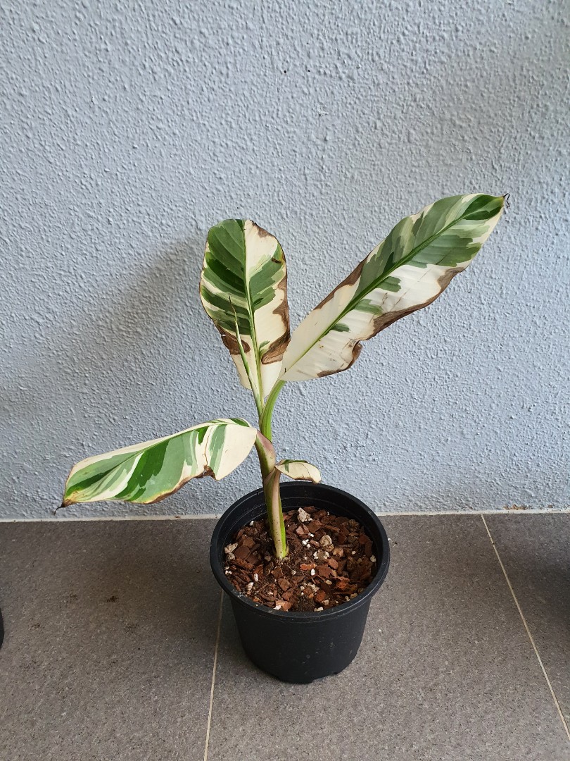 Musa Aeae Variegated, Furniture & Home Living, Gardening, Plants ...