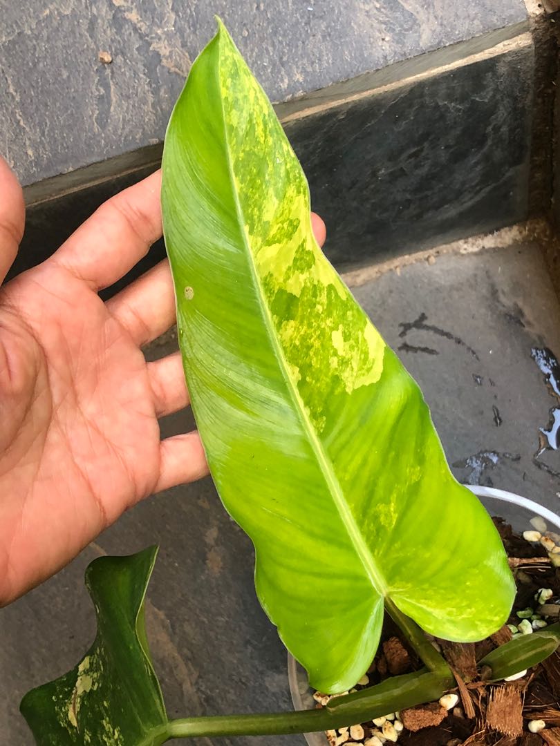 Philodendron domesticum variegated big leaves, Furniture & Home Living ...