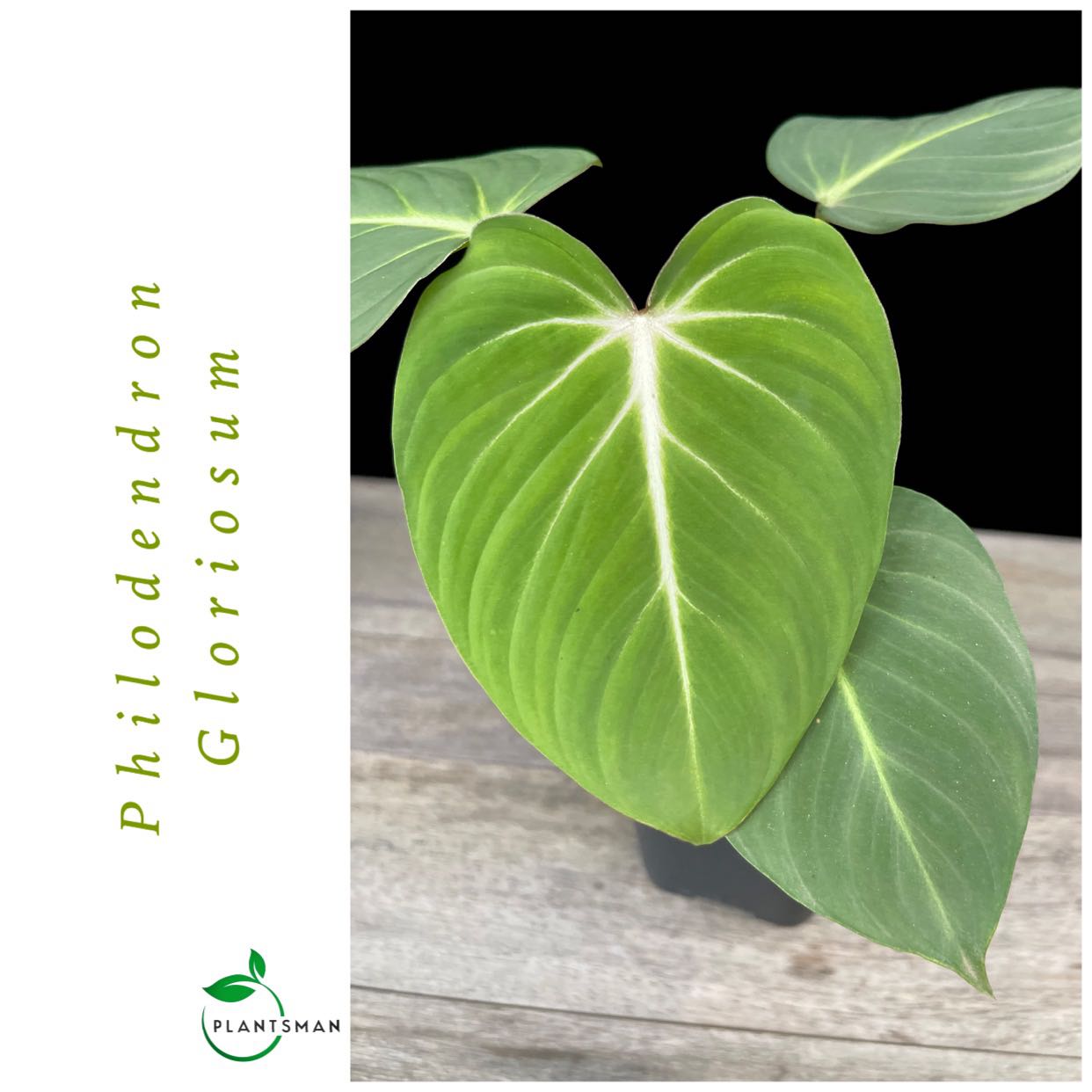 Philodendron Gloriosum (small), Furniture & Home Living, Gardening ...