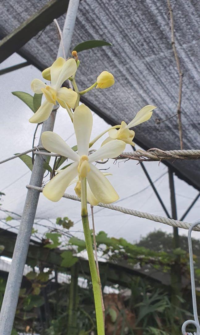 Ramayamsara Peter Seah Lim Huat, Furniture & Home Living, Gardening ...