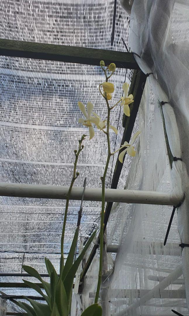 Ramayamsara Peter Seah Lim Huat, Furniture & Home Living, Gardening ...