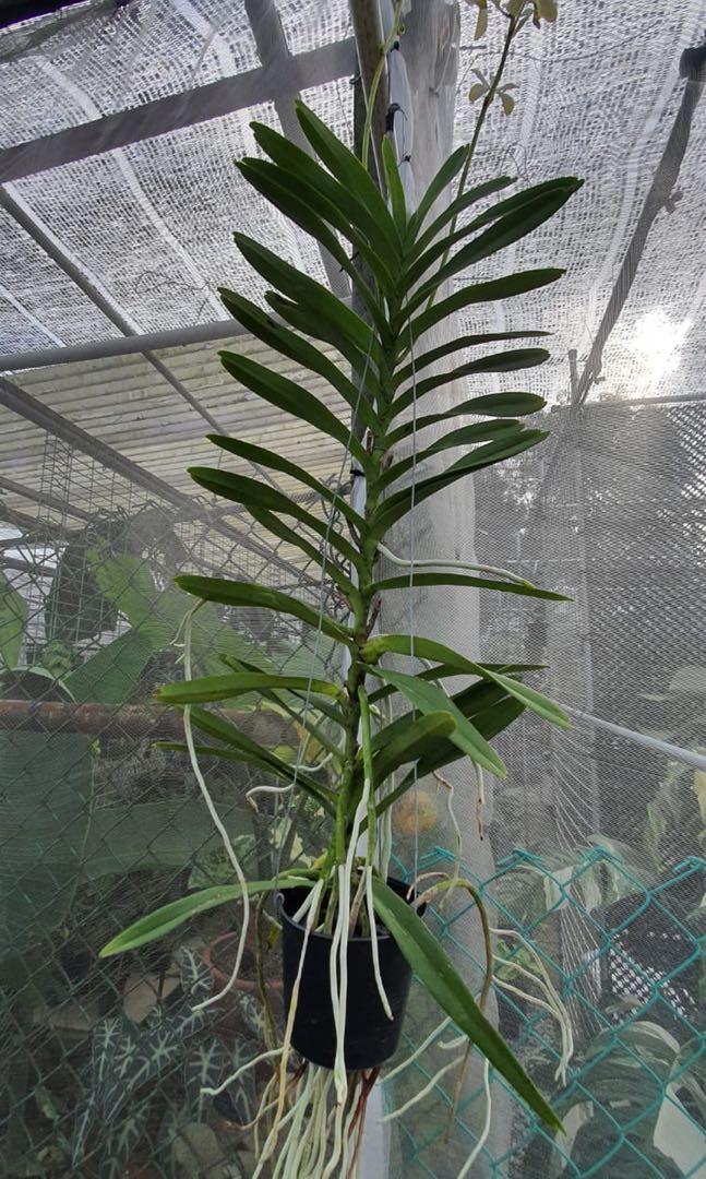 Ramayamsara Peter Seah Lim Huat, Furniture & Home Living, Gardening ...