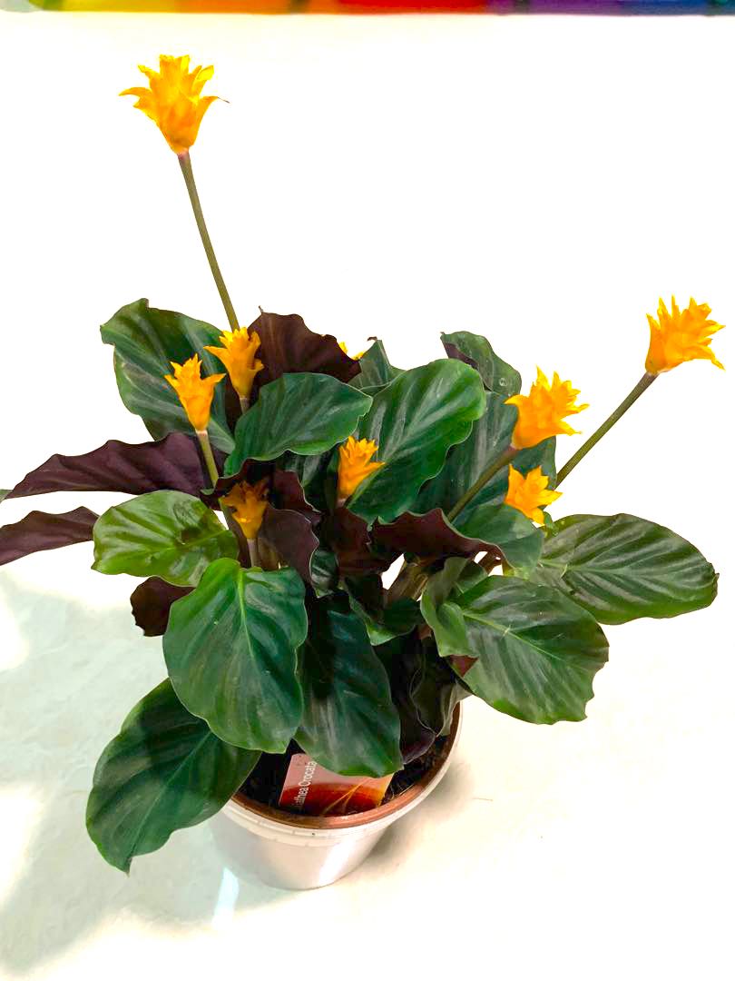 Calathea crocata, Furniture & Home Living, Gardening, Plants & Seeds on ...