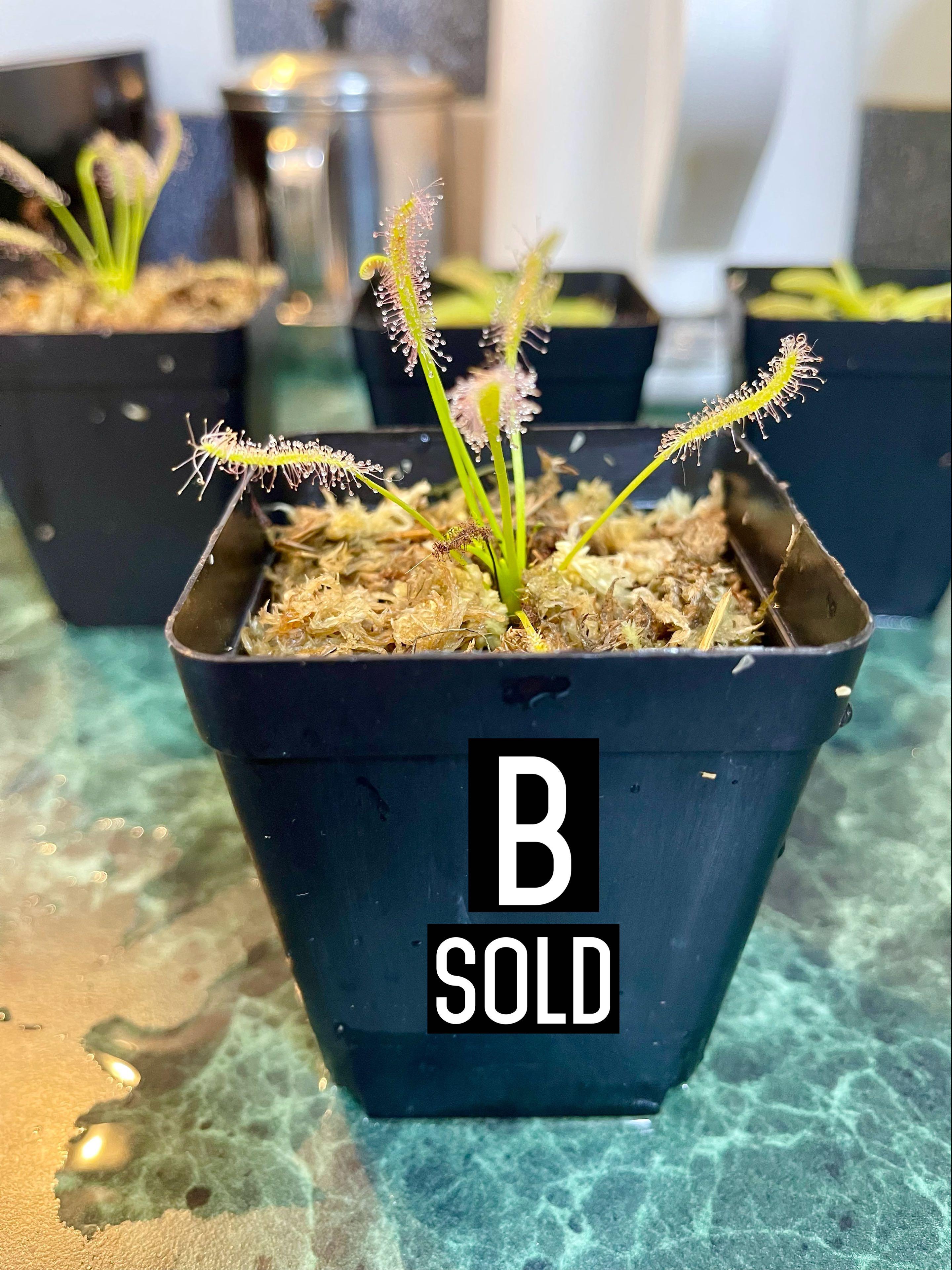 Cape Sundew and Ping Carnivorous plant, Furniture & Home Living ...