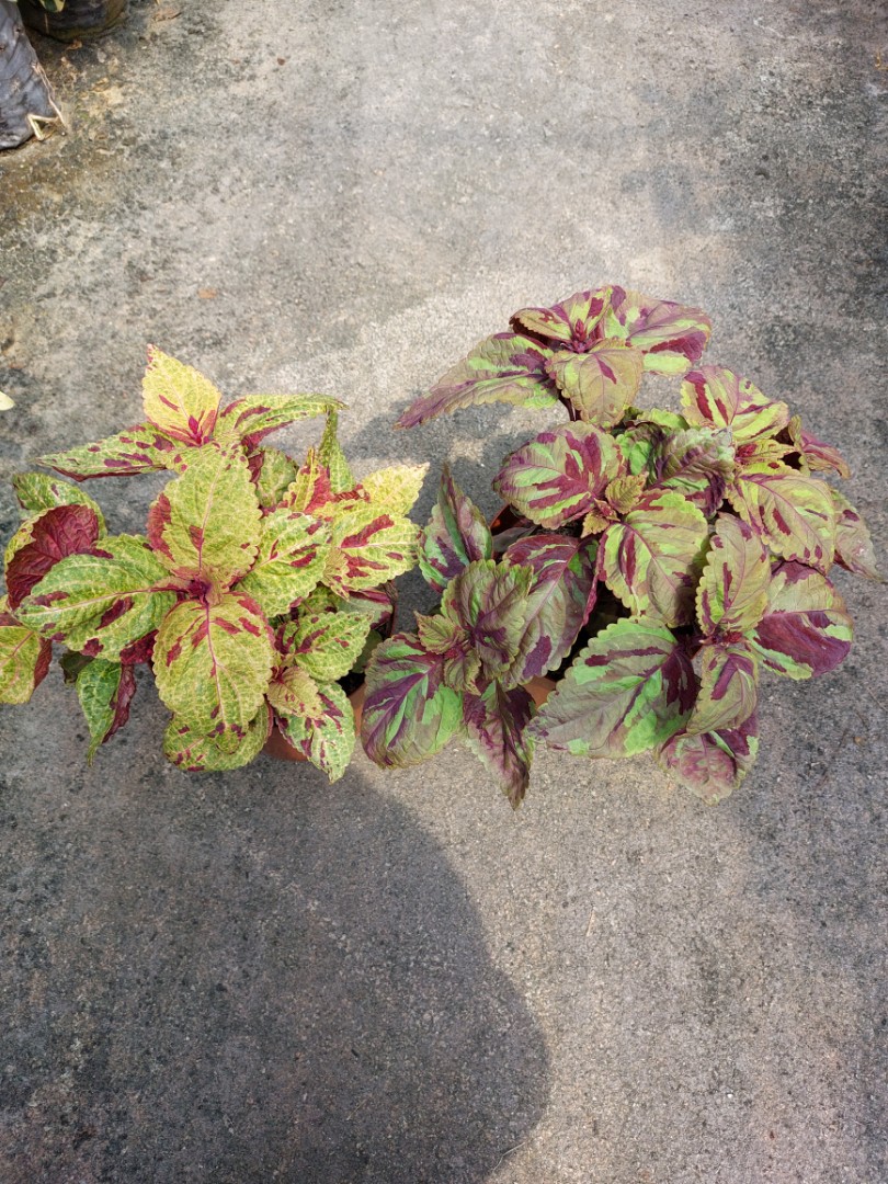 Coleus Bundle, Furniture & Home Living, Gardening, Plants & Seeds on ...