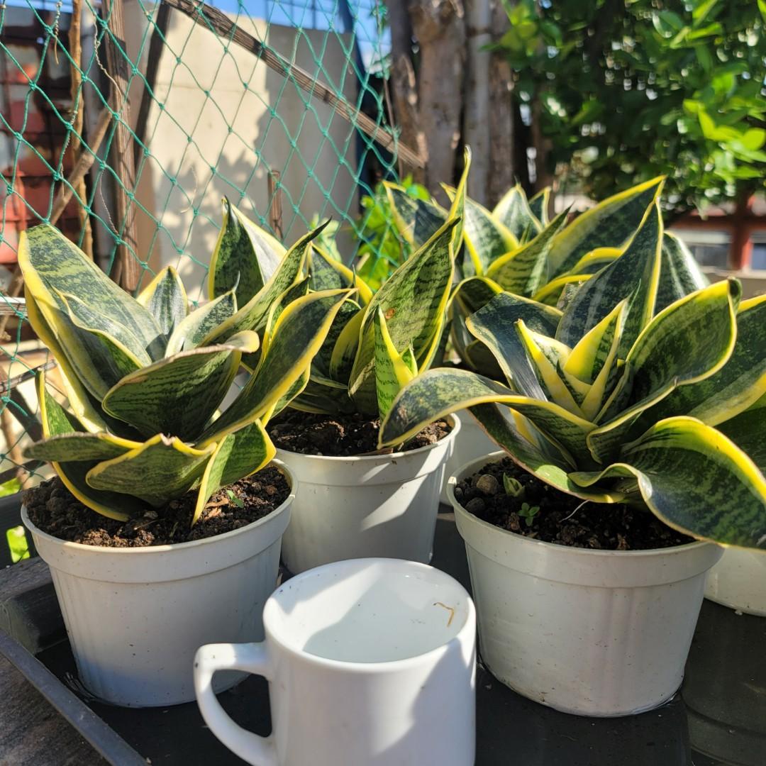 Dwarf snakeplant, Furniture & Home Living, Gardening, Plants & Seeds on ...