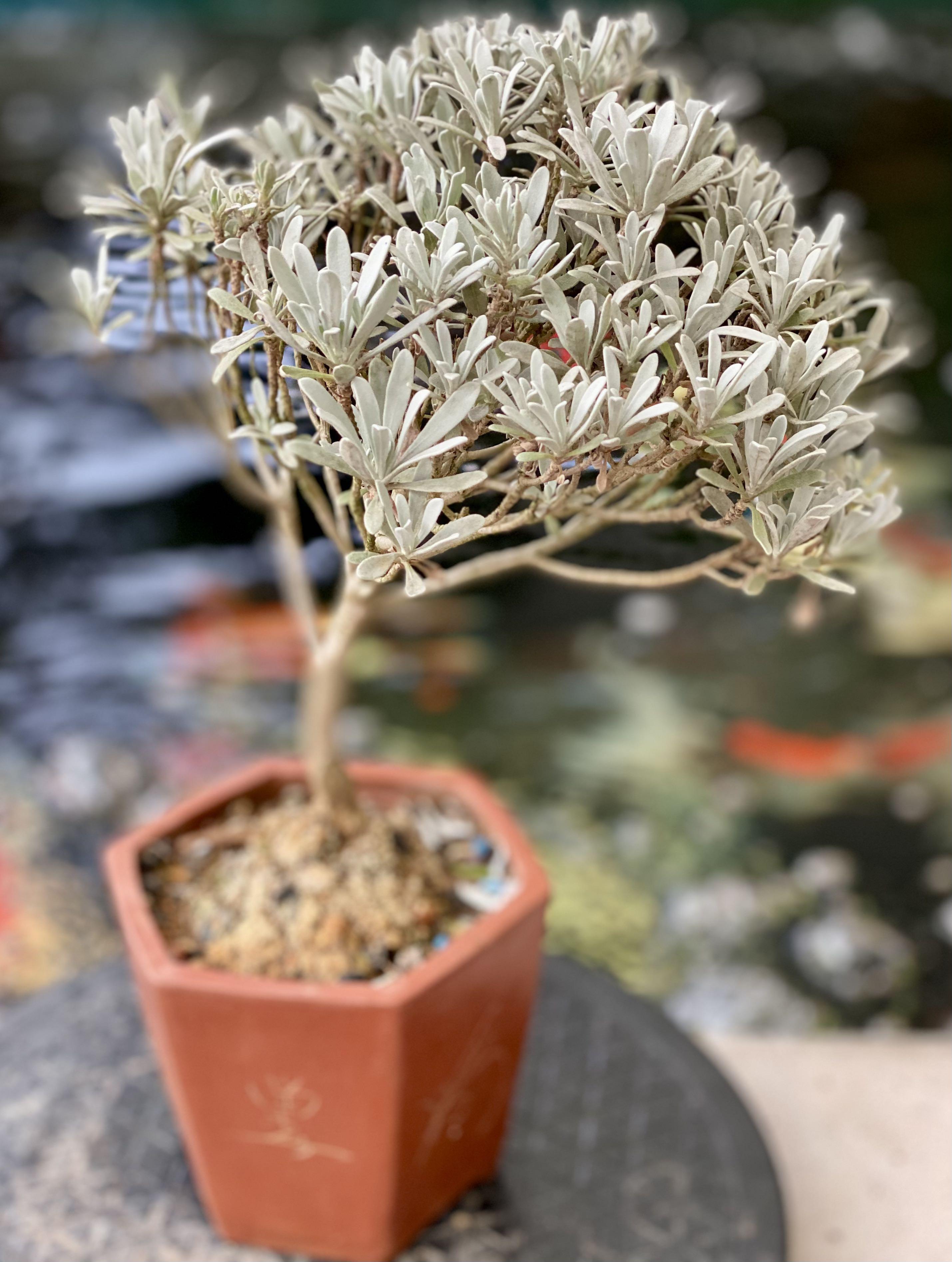 Herb plant - Crossostephium Chinense, Furniture & Home Living ...