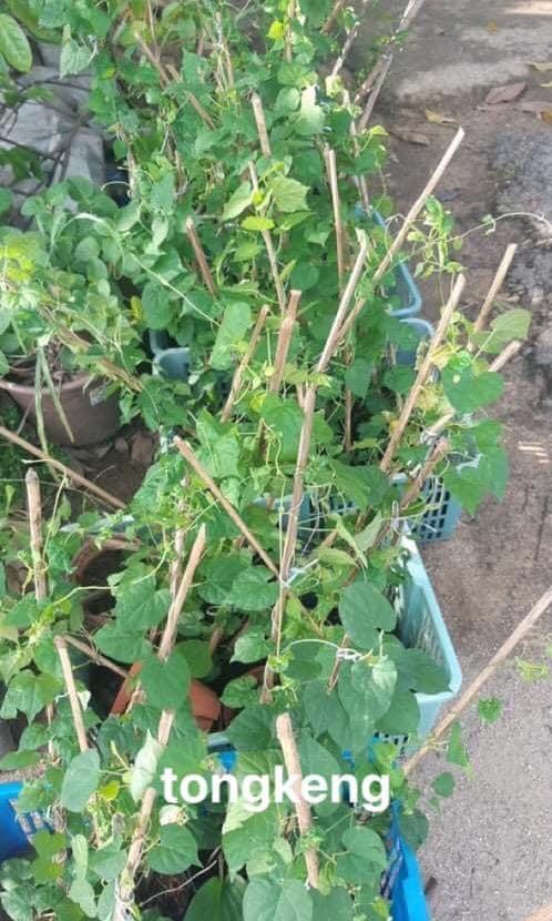 Pokok bunga tongkeng, Furniture & Home Living, Gardening, Plants ...