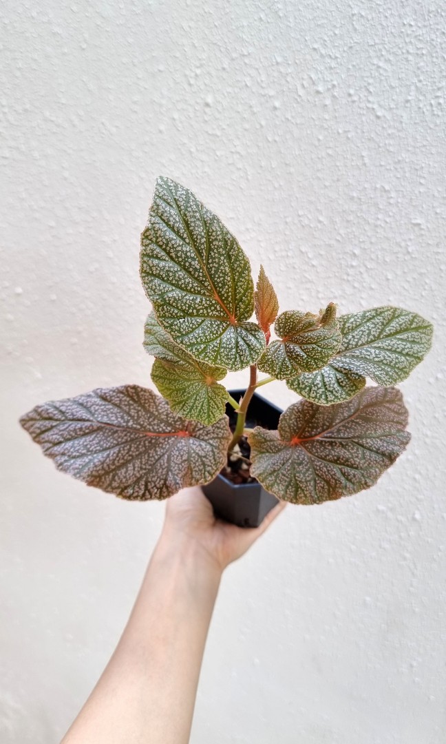 Begonia u062, Furniture & Home Living, Gardening, Plants & Seeds on ...