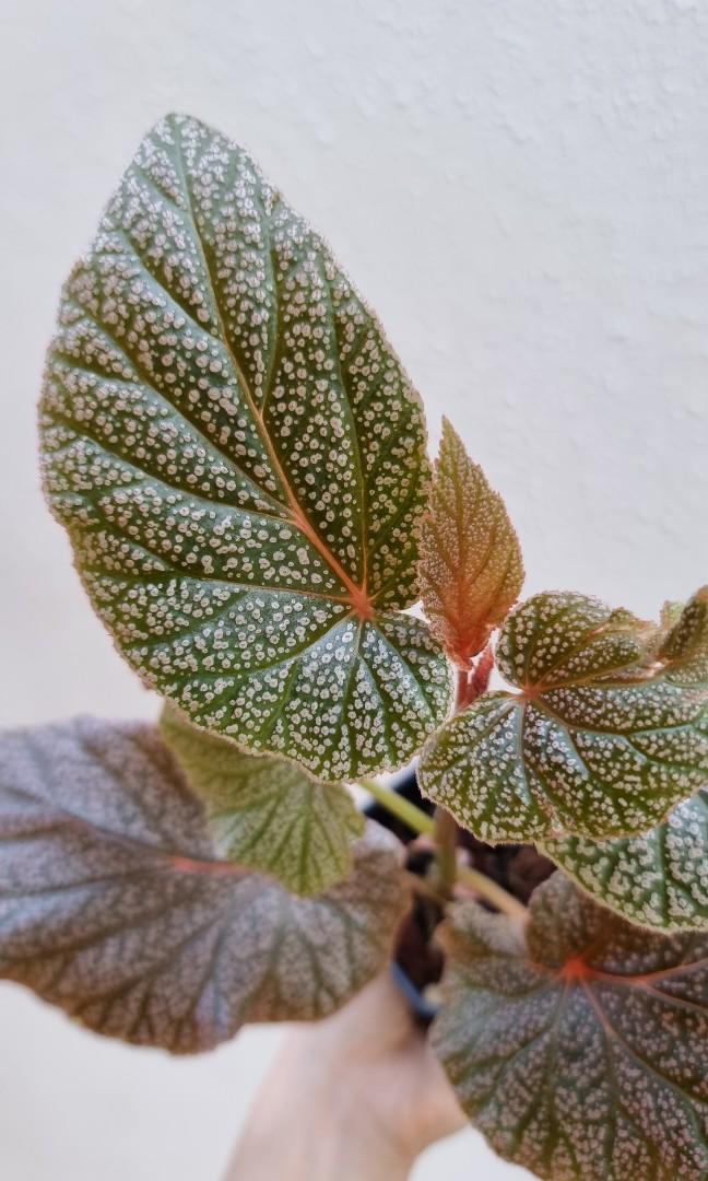 Begonia u062, Furniture & Home Living, Gardening, Plants & Seeds on ...