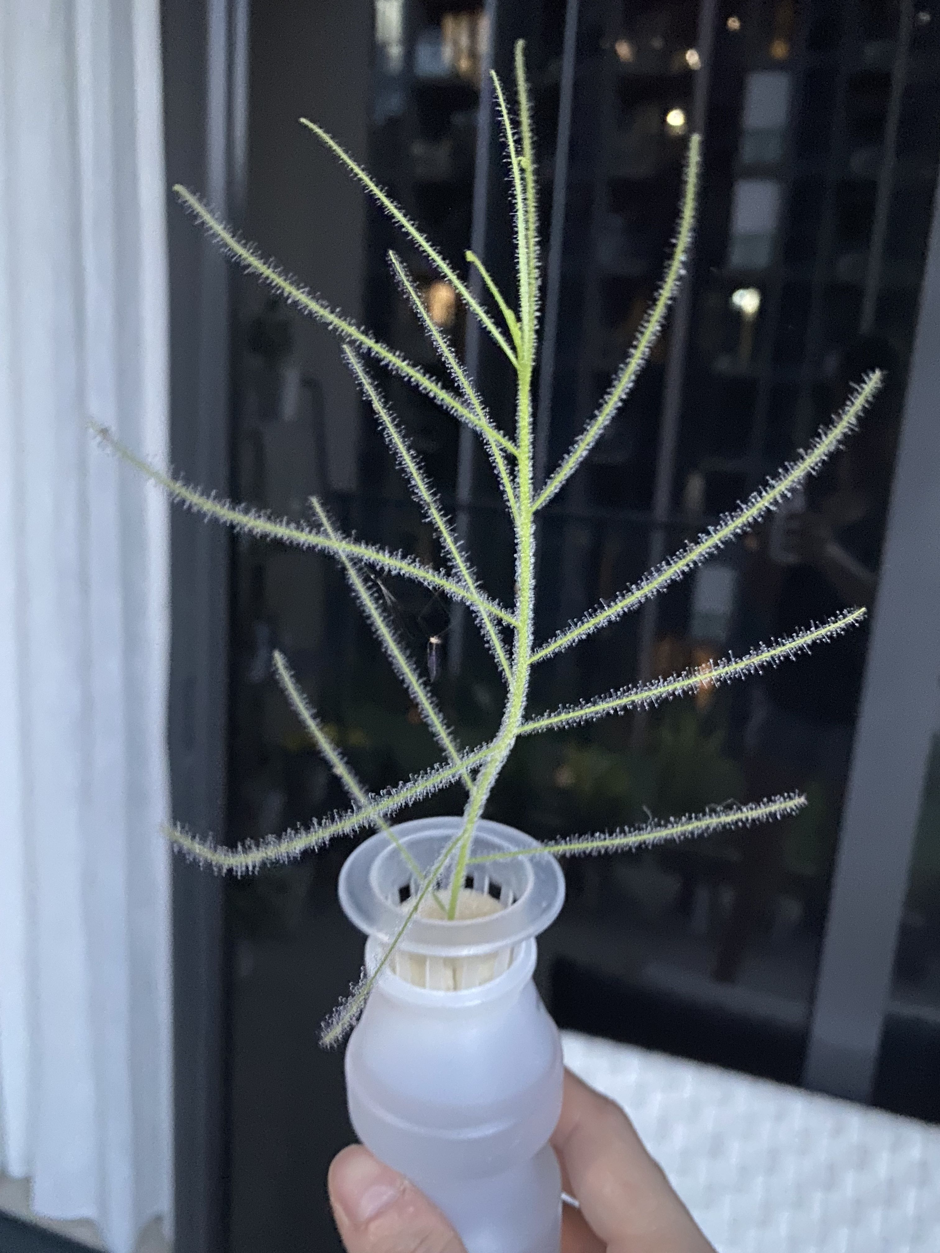 Byblis plant, Furniture & Home Living, Gardening, Plants & Seeds on ...