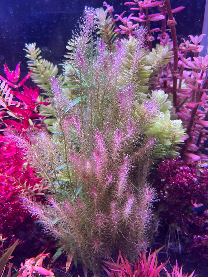 Mayaca santarem red, Furniture & Home Living, Gardening, Plants & Seeds ...