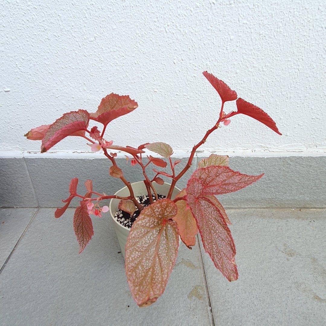 Rare Red-Leaf Red Cane Begonia U062, Furniture & Home Living, Gardening ...