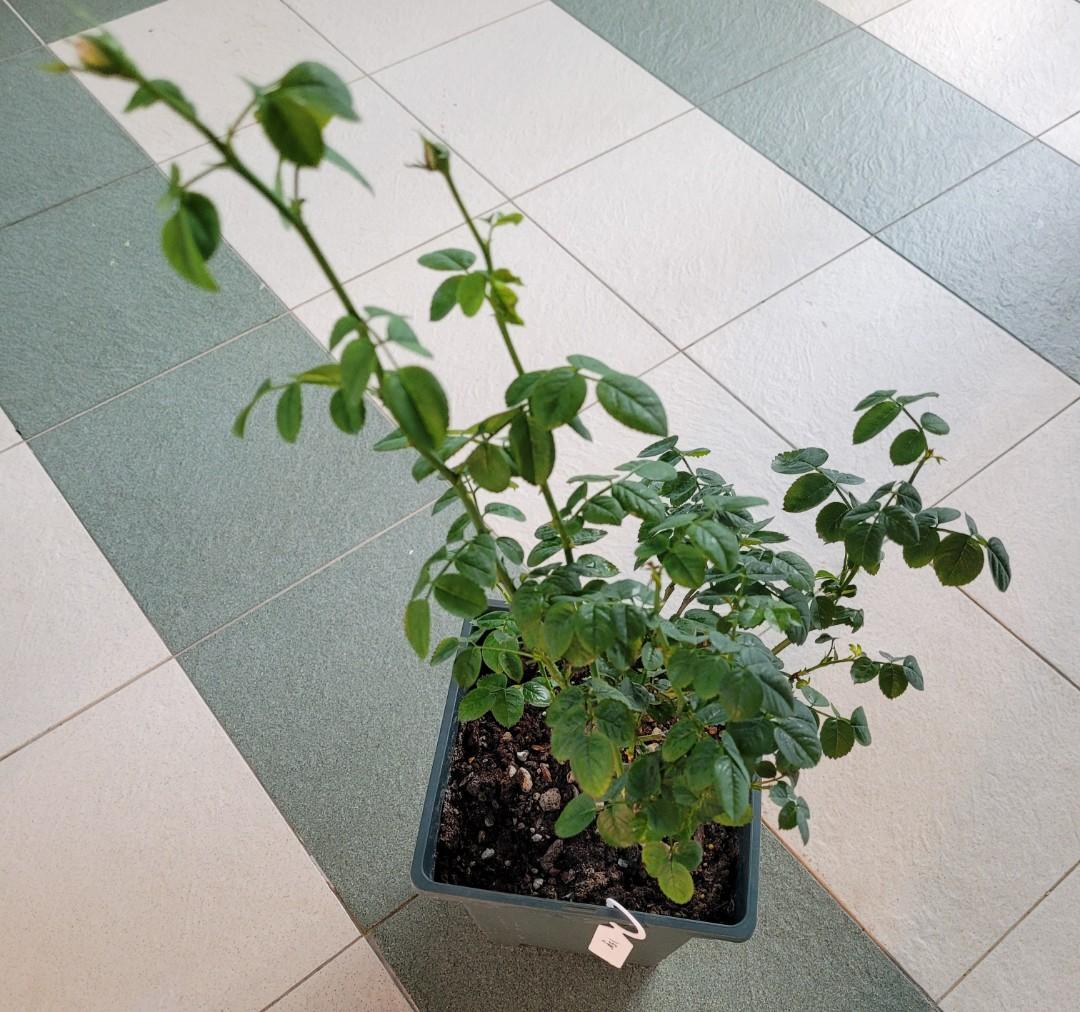 Tatami room own root rose plant, Furniture & Home Living, Gardening ...