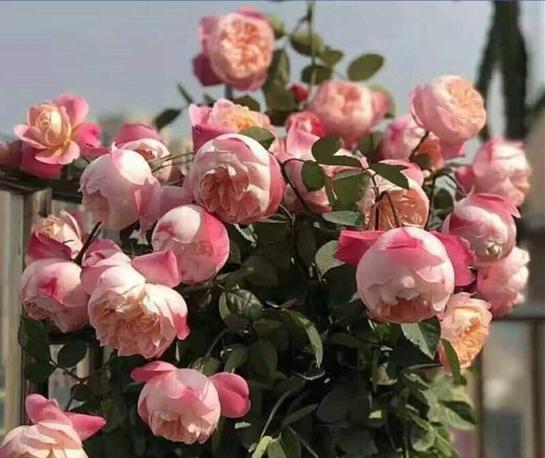 Tatami room own root rose plant, Furniture & Home Living, Gardening ...