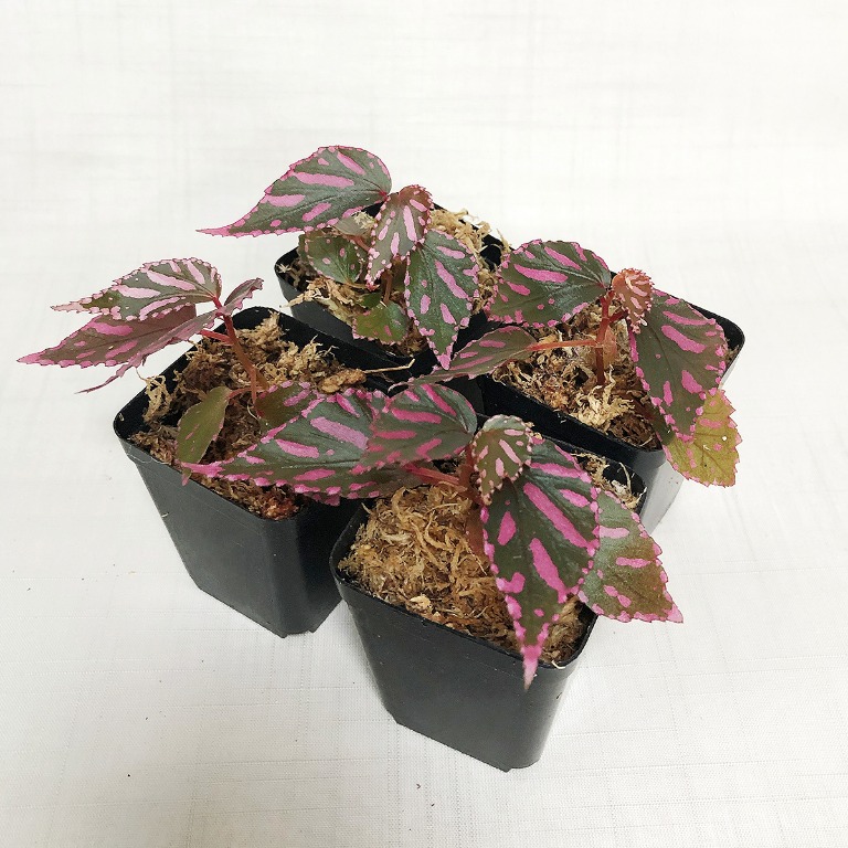 Begonia Julau Type 1, Furniture & Home Living, Gardening, Plants ...