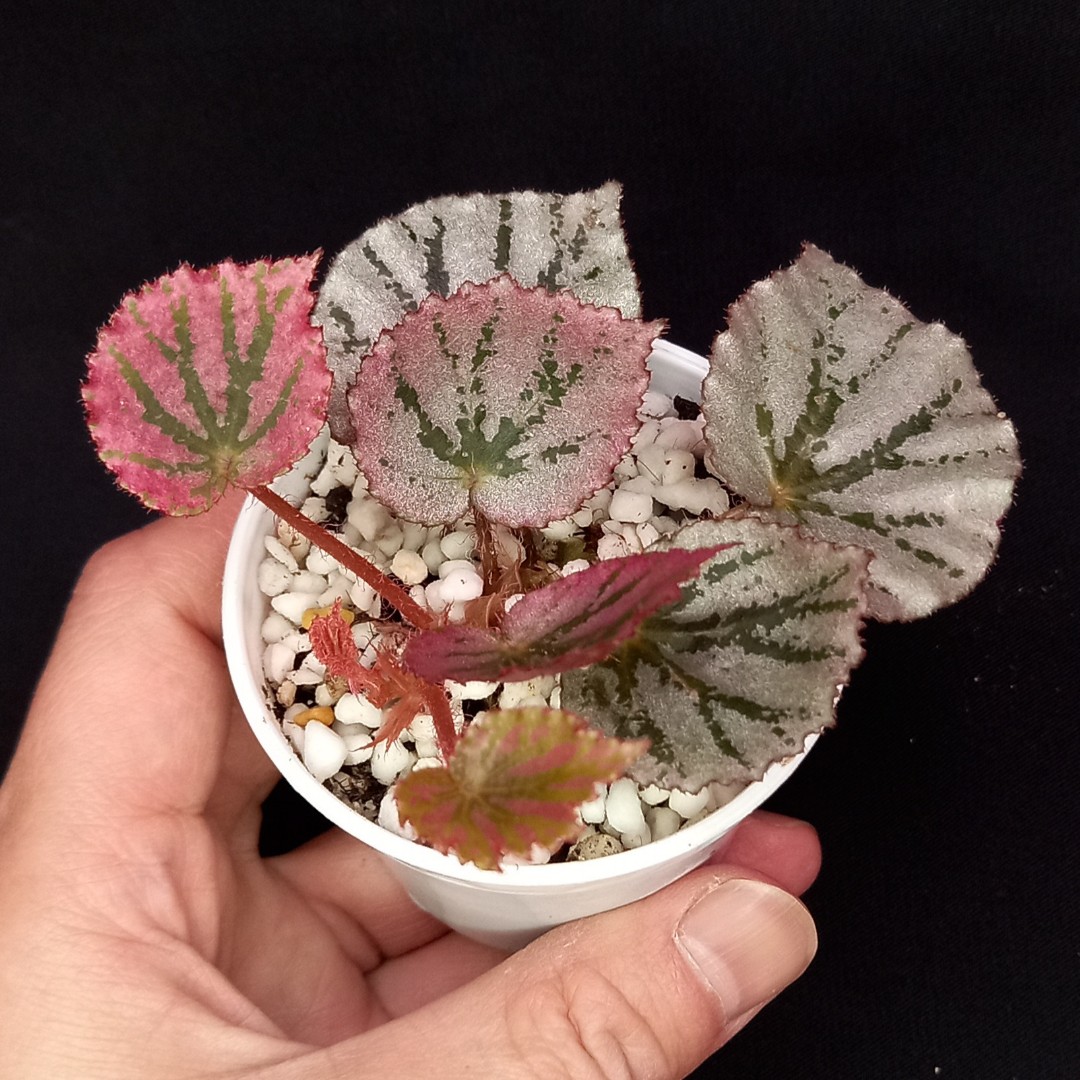Begonia Martin's Mystery 秋海棠, 傢俬＆家居, 園藝, 盆栽 - Carousell