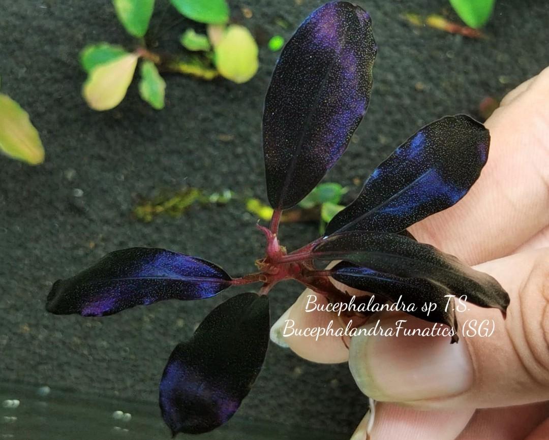 Bucephalandra sp Black Angel, Pet Supplies, Homes & Other Pet ...