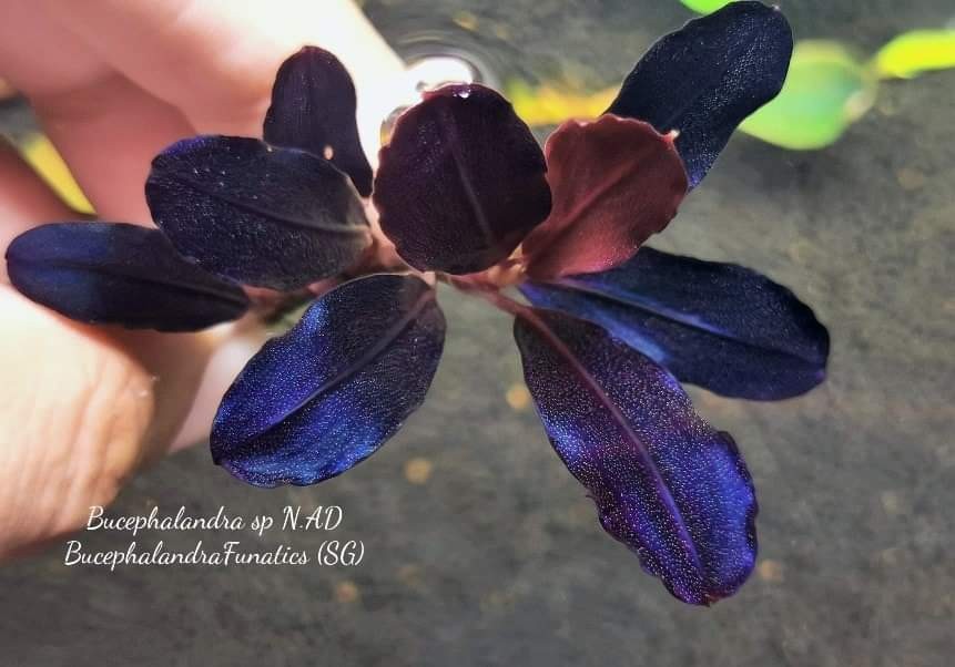 Bucephalandra sp N.AD, Furniture & Home Living, Gardening, Plants ...