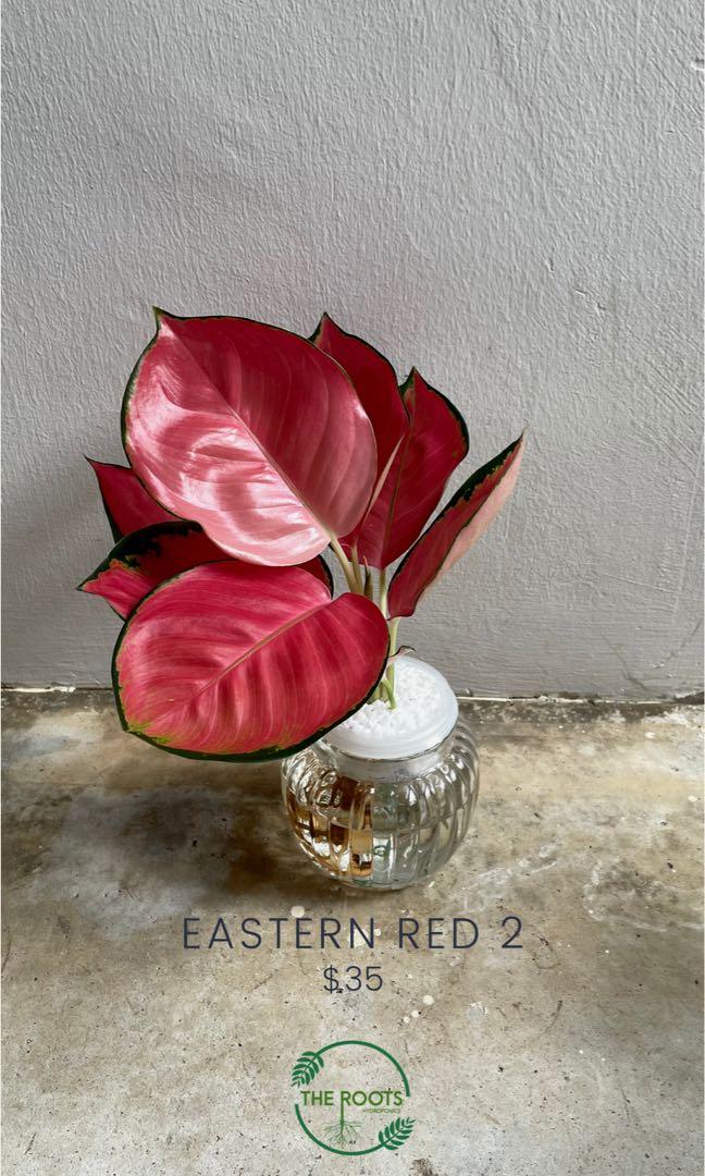 Eastern Red (Batch 2.0), Furniture & Home Living, Gardening, Plants ...