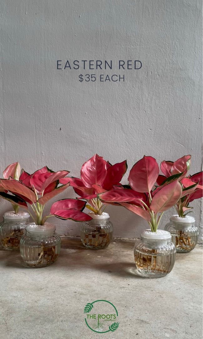 Eastern Red (Batch 2.0), Furniture & Home Living, Gardening, Plants ...