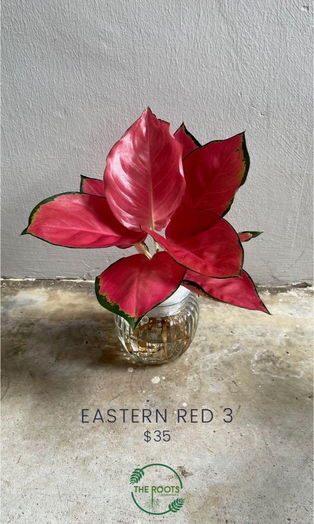 Eastern Red (Batch 2.0), Furniture & Home Living, Gardening, Plants ...