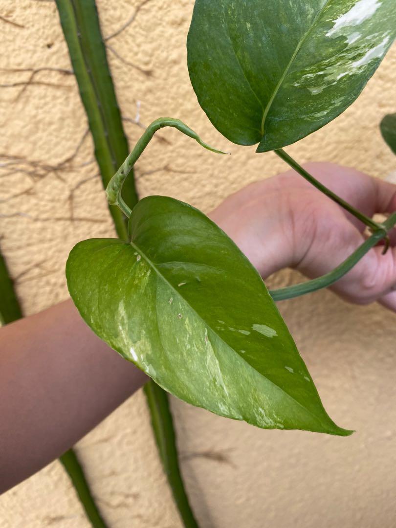 Epi prenum Pinnatum Albo Cuttings, Furniture & Home Living, Gardening ...