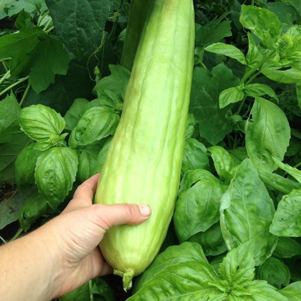 Farm Fresh Luffa, Food & Drinks, Fresh Produce on Carousell