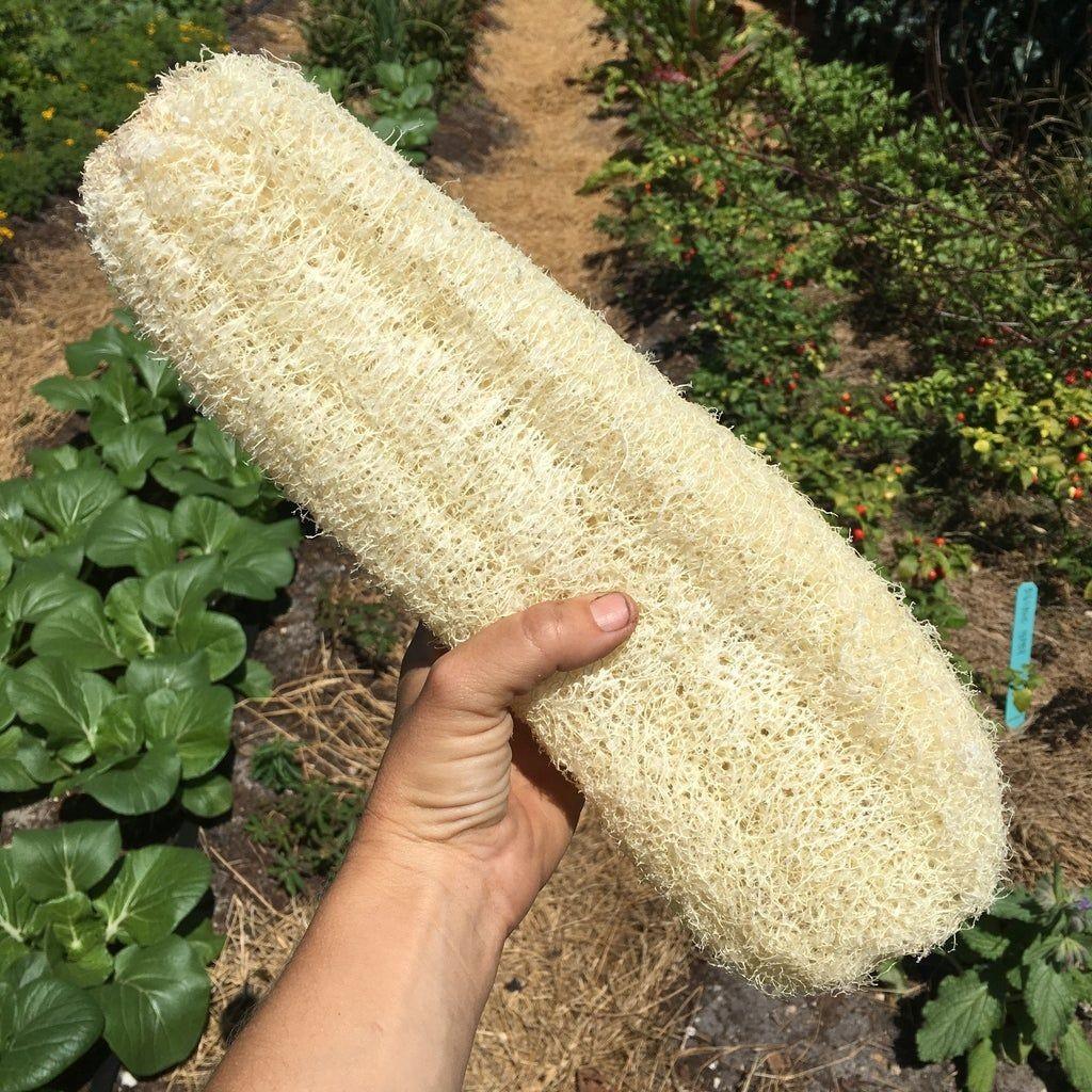 Farm Fresh Luffa, Food & Drinks, Fresh Produce on Carousell